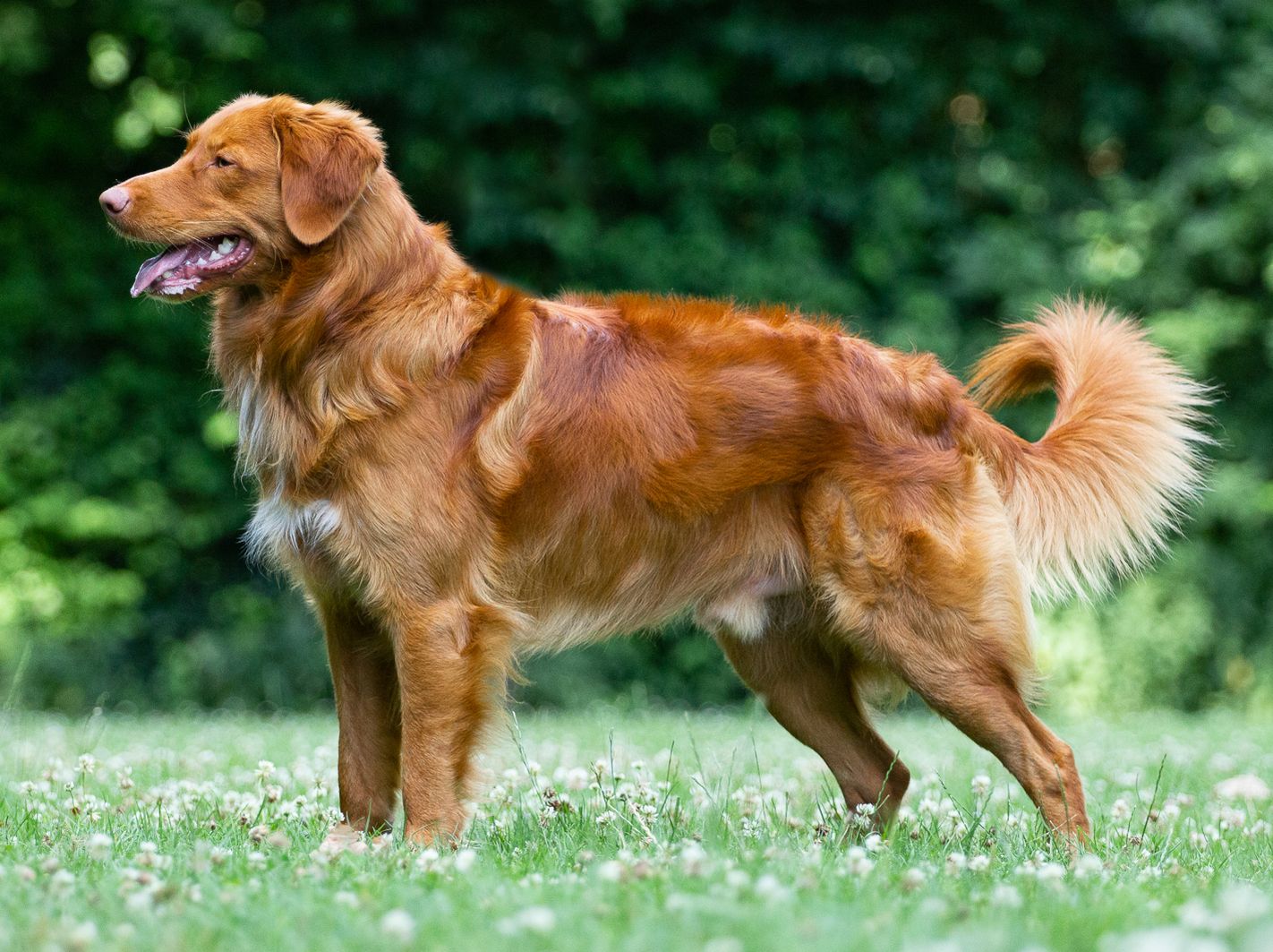 Wurfplanung – ODAKOTAH